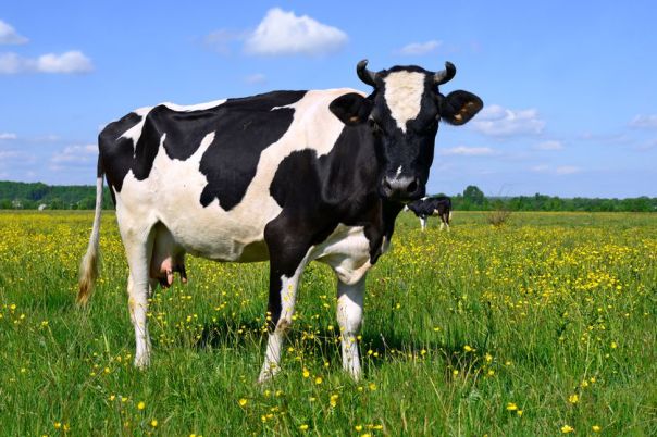 The 6 Coolest Cows in Comic Books | Henchman-4-Hire